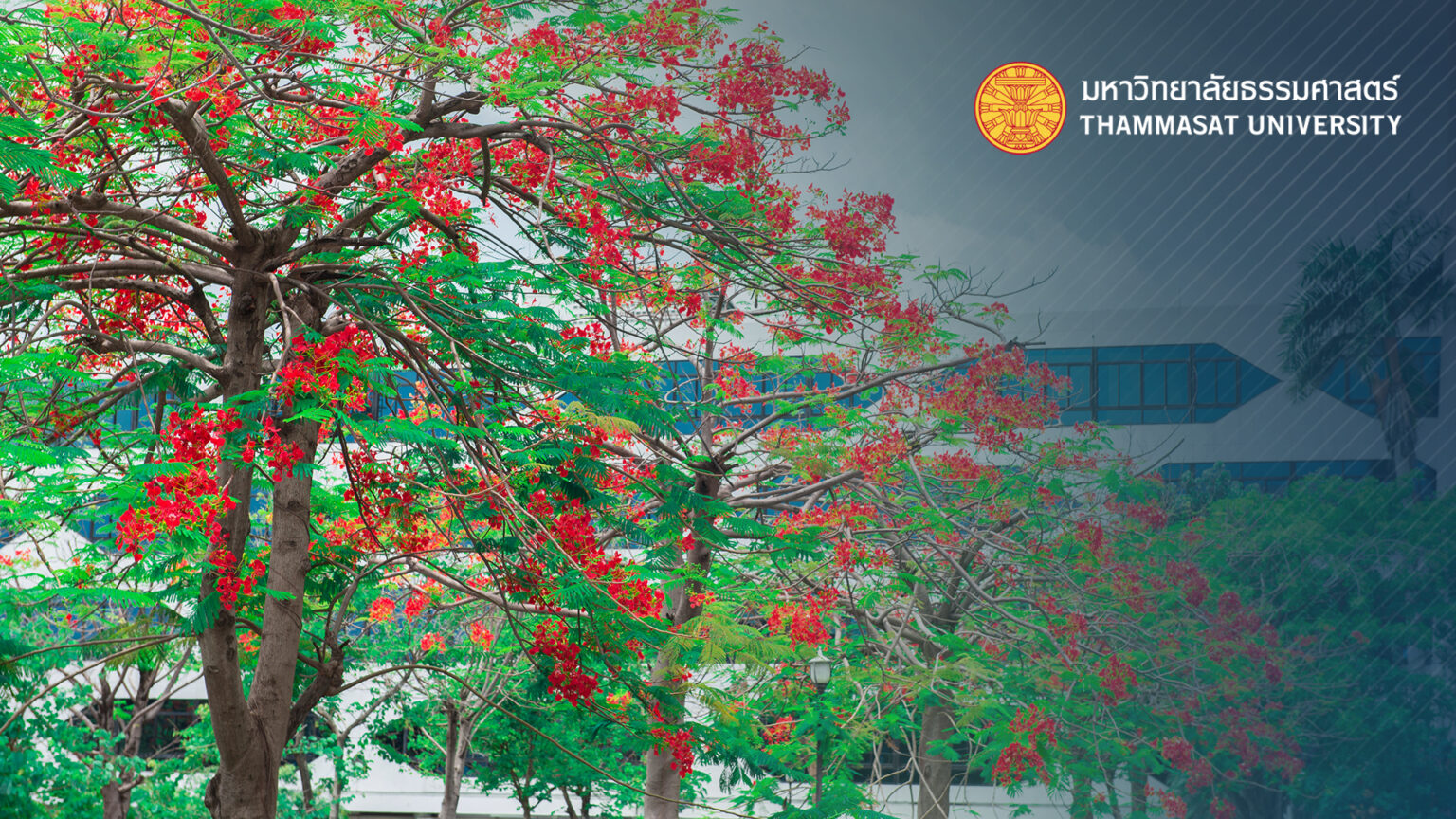 สัญลักษณ์ธรรมศาสตร์ - Thammasat University